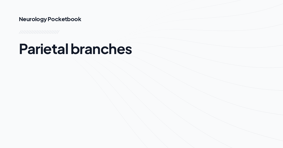 Parietal branches